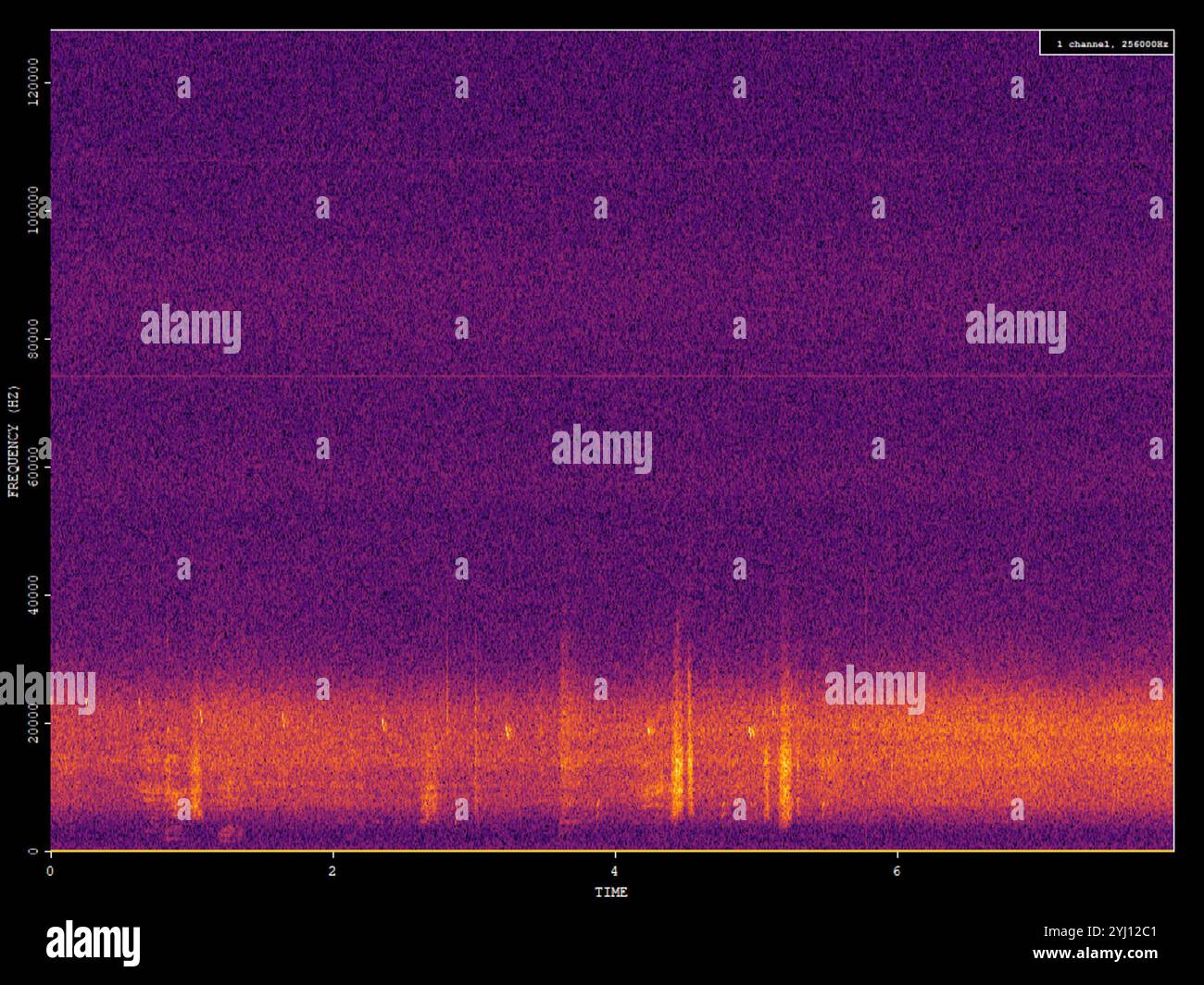 Common Noctule (Nyctalus noctula Stock Photo - Alamy