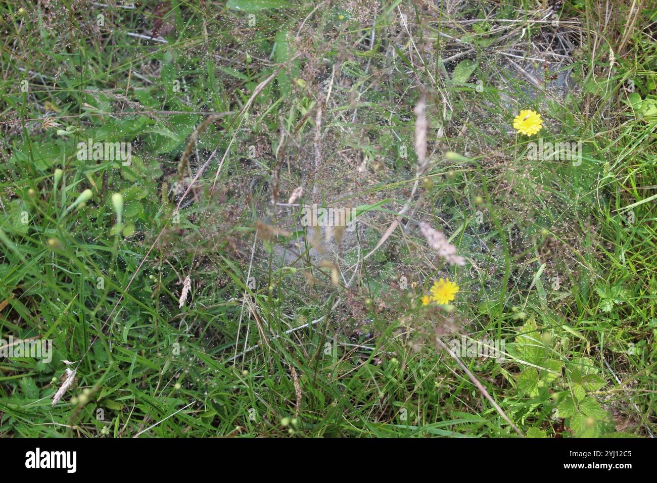 Grass Funnel-web Spiders (Agelena Stock Photo - Alamy