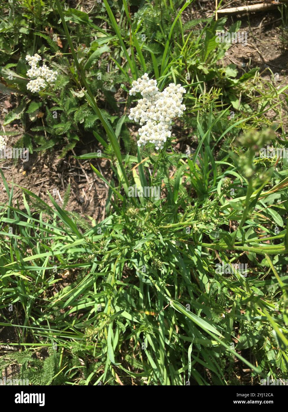 common yarrow (Achillea millefolium Stock Photo - Alamy