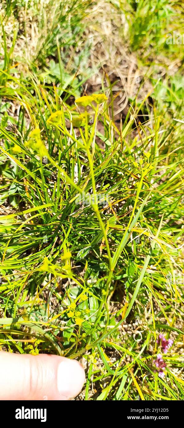 Sickle-leaved Hare's-ear (Bupleurum falcatum Stock Photo - Alamy