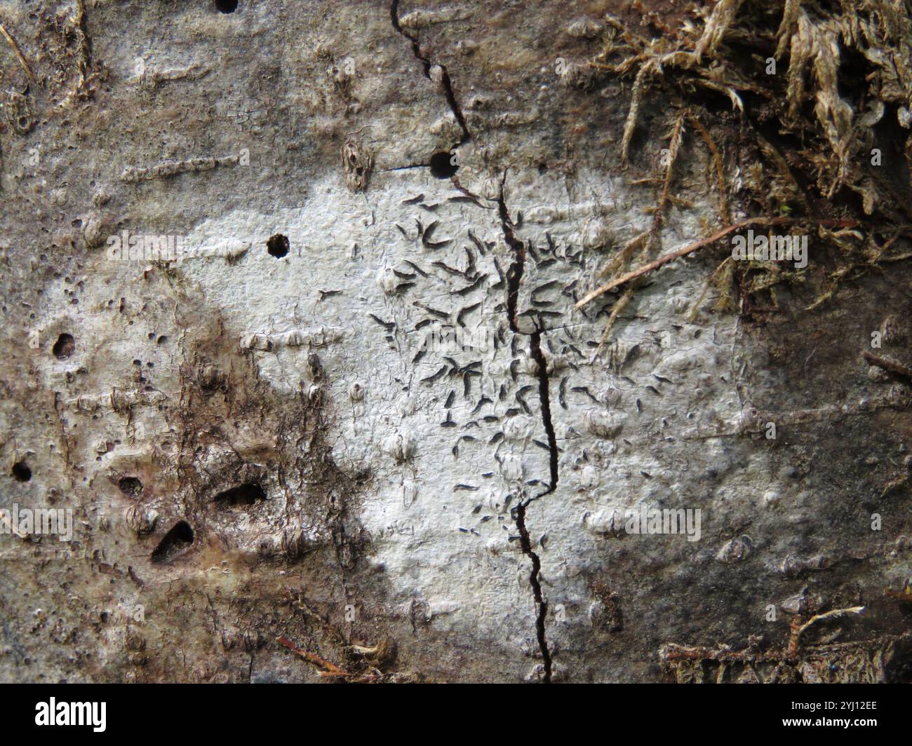 Common Script Lichen (Graphis scripta Stock Photo - Alamy