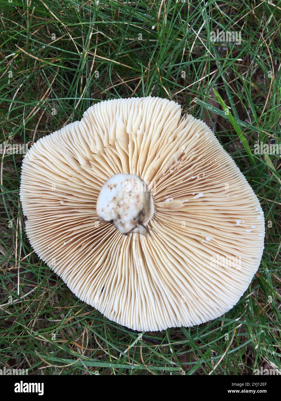 Fumosus hi-res stock photography and images - Alamy