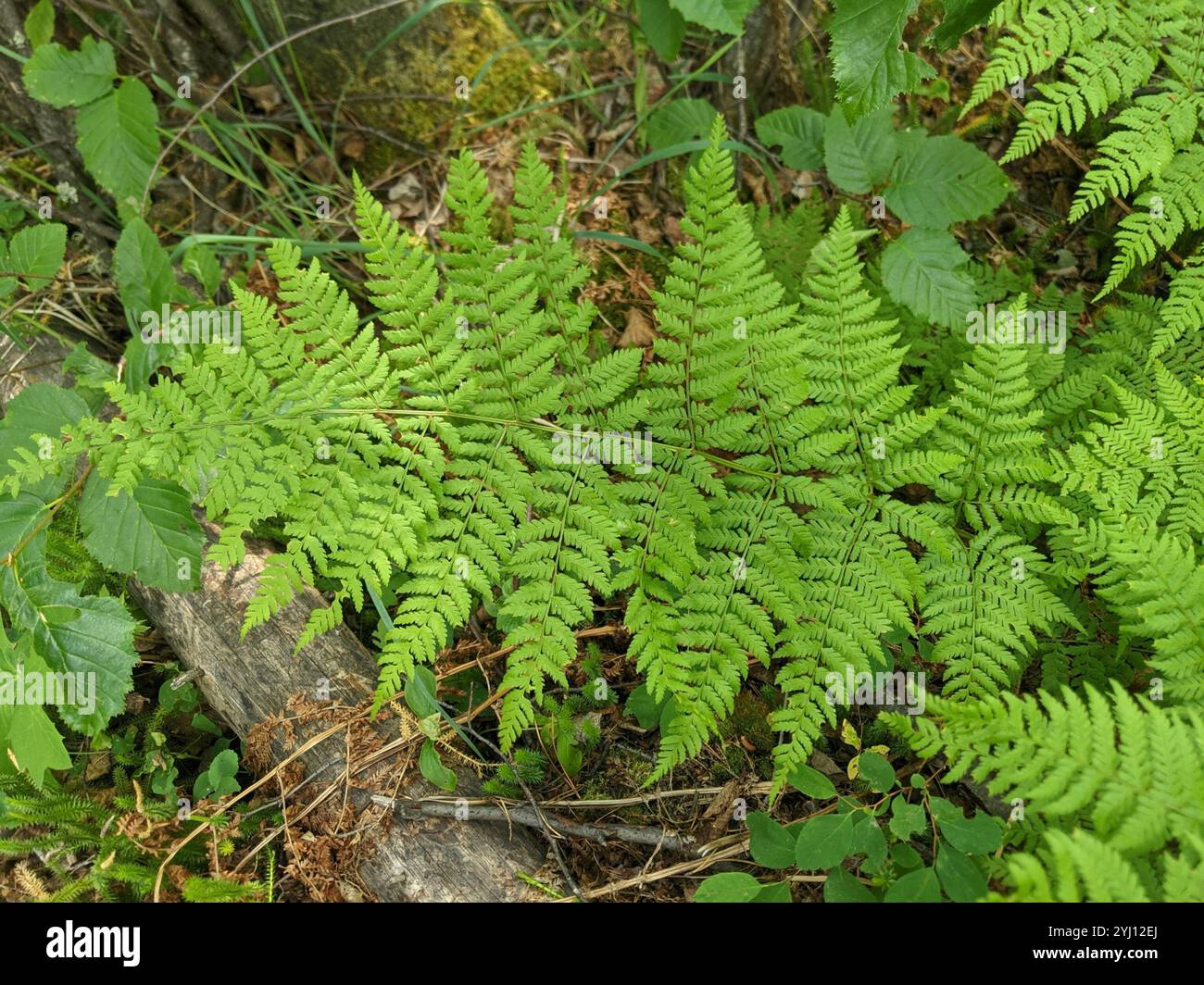 spreading wood fern (Dryopteris expansa Stock Photo - Alamy