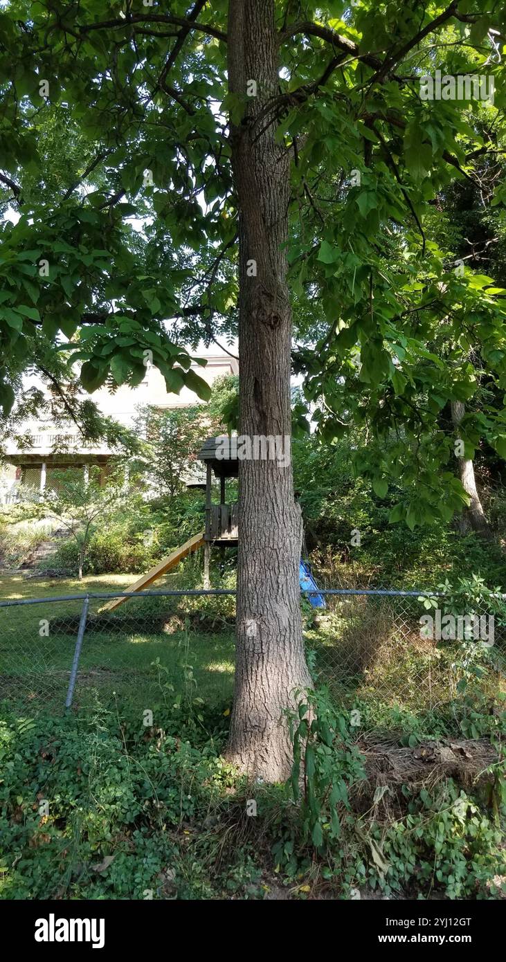 Catalpa Sphinx (Ceratomia catalpae Stock Photo - Alamy