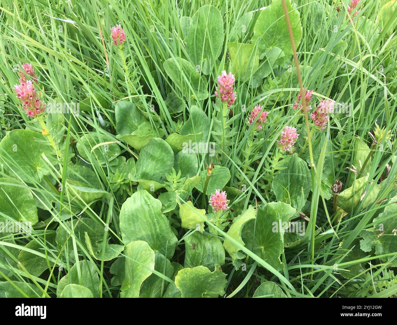Queen's Crown (Rhodiola rhodantha Stock Photo - Alamy
