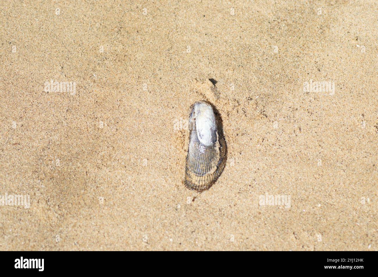 Atlantic Ribbed Mussel (Geukensia demissa Stock Photo - Alamy