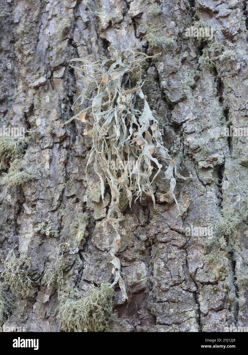 Cartilage lichen hi-res stock photography and images - Alamy