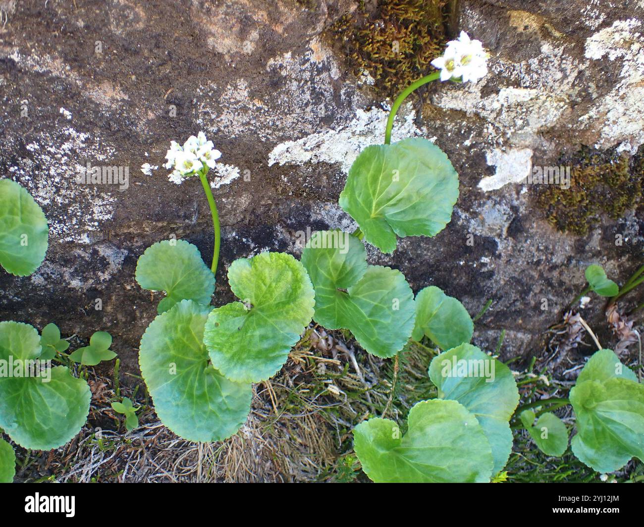 Deer-cabbage (Nephrophyllidium crista-galli Stock Photo - Alamy