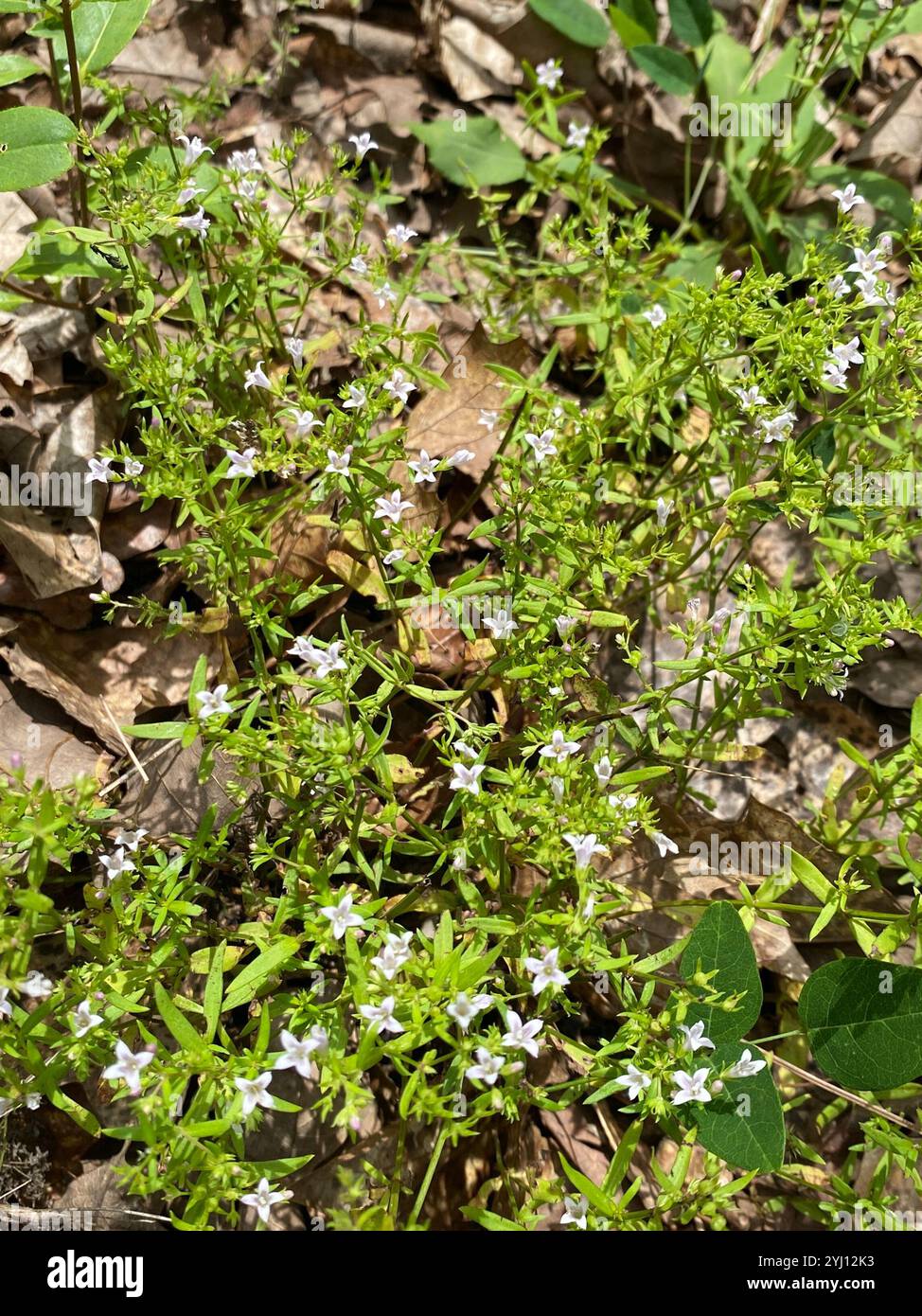 Long leaved houstonia hi-res stock photography and images - Alamy