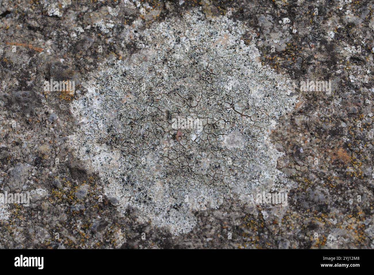 Tile Lichens (Lecidea Stock Photo - Alamy