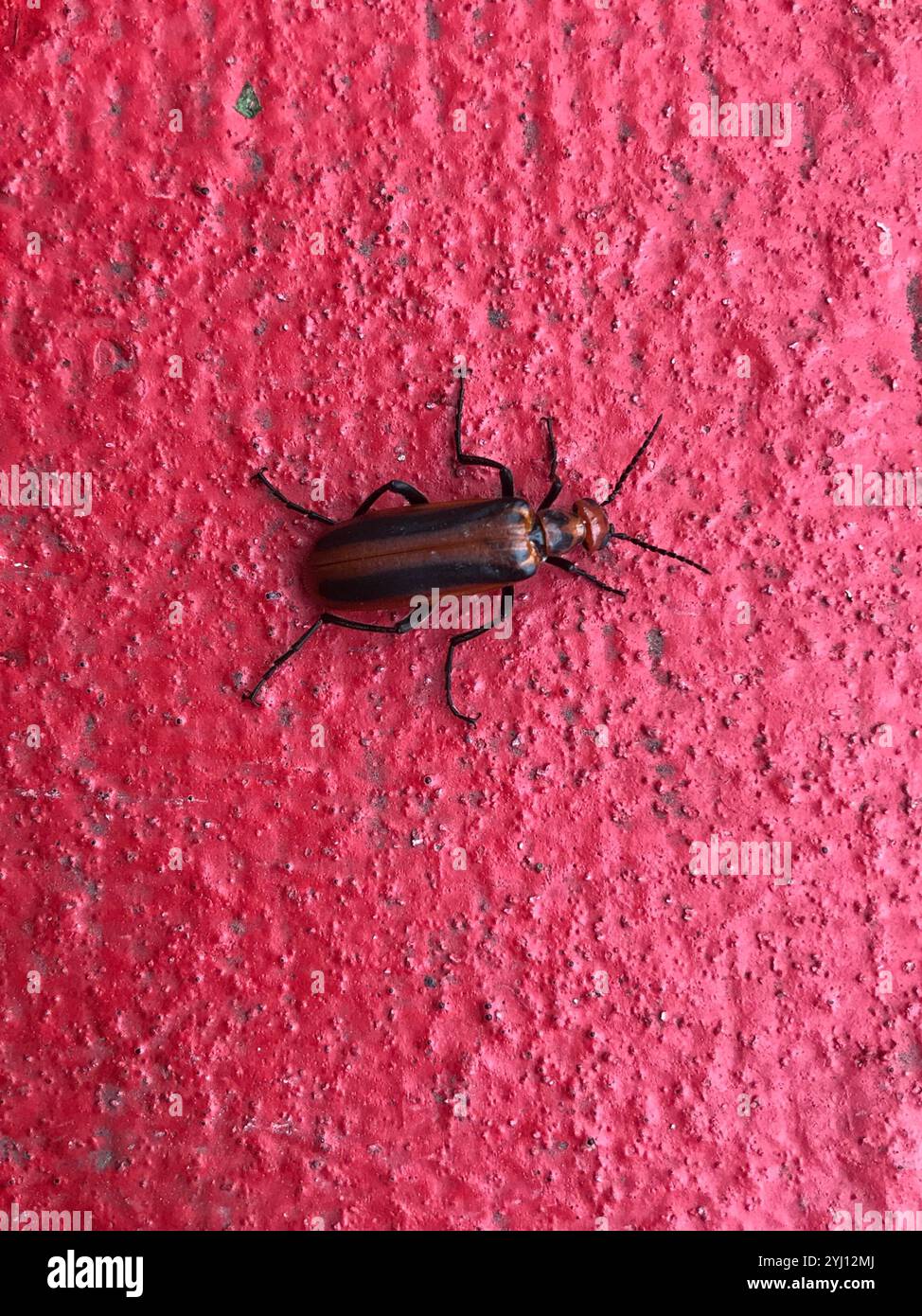 Red-margined Blister Beetle (Pyrota tenuicostatis Stock Photo - Alamy