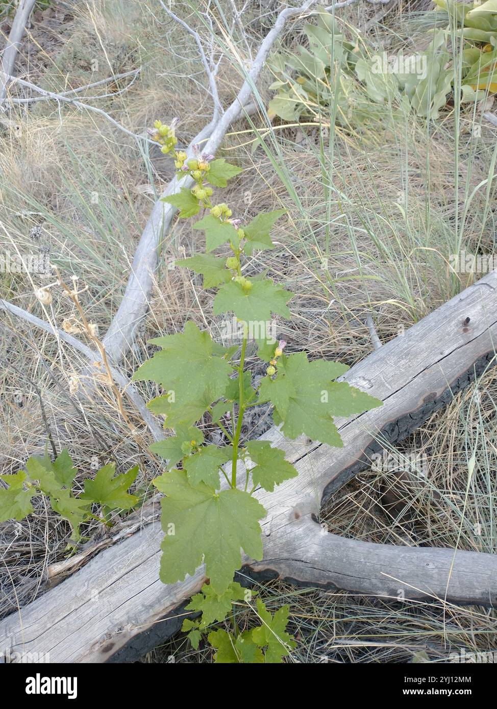 Iliamna rivularis hi-res stock photography and images - Alamy