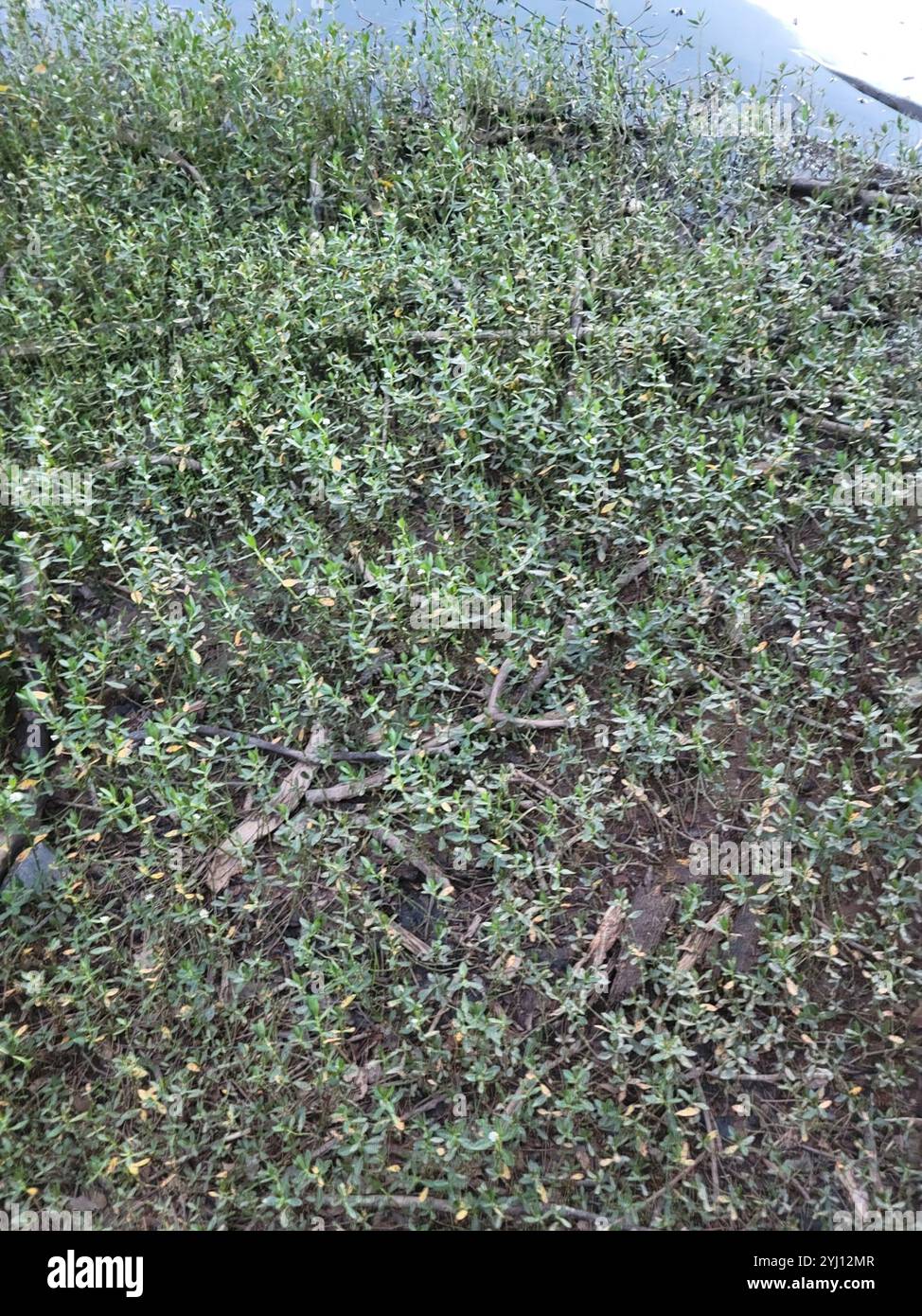 Alligatorweed (Alternanthera philoxeroides Stock Photo - Alamy