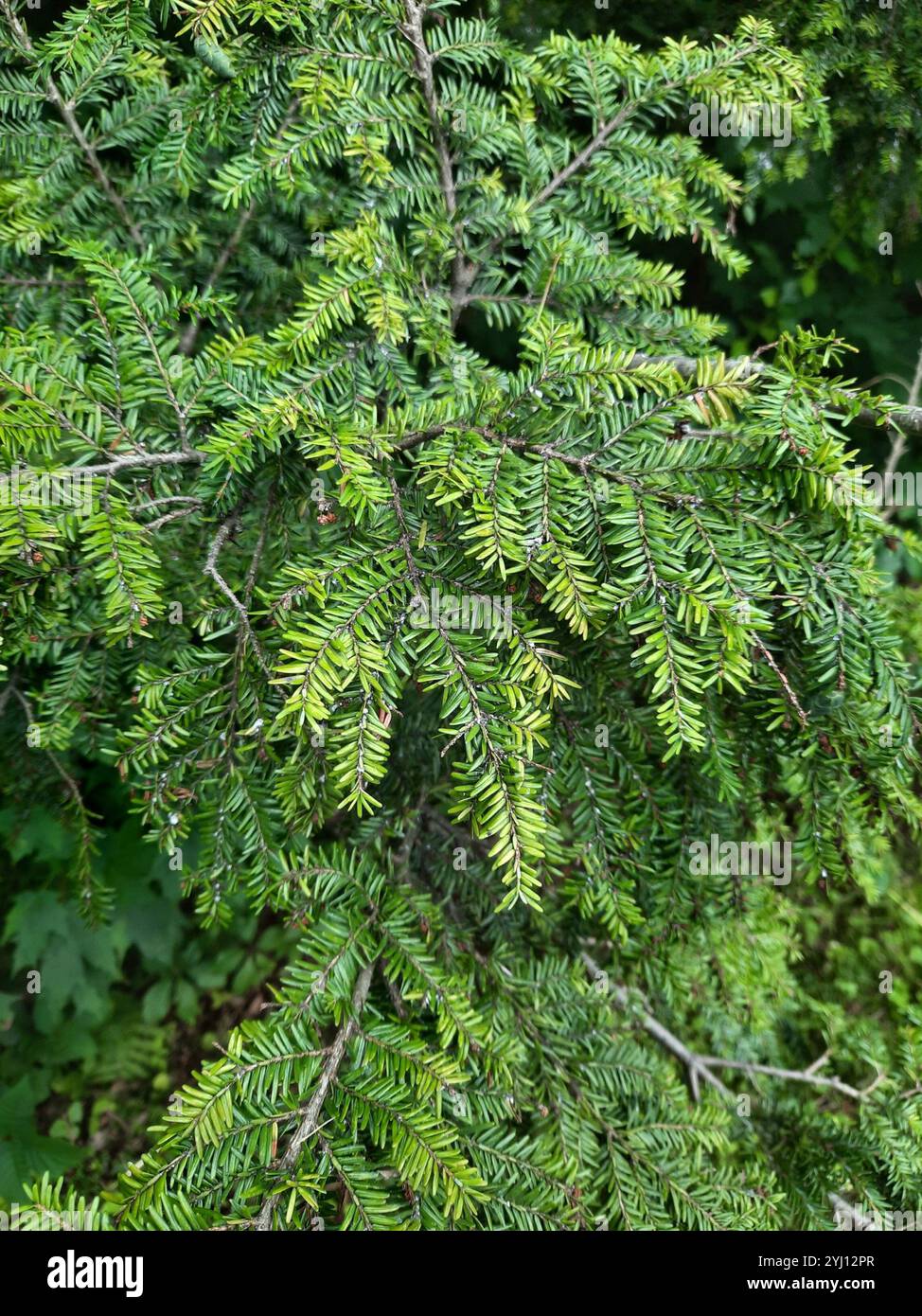 eastern hemlock (Tsuga canadensis Stock Photo - Alamy