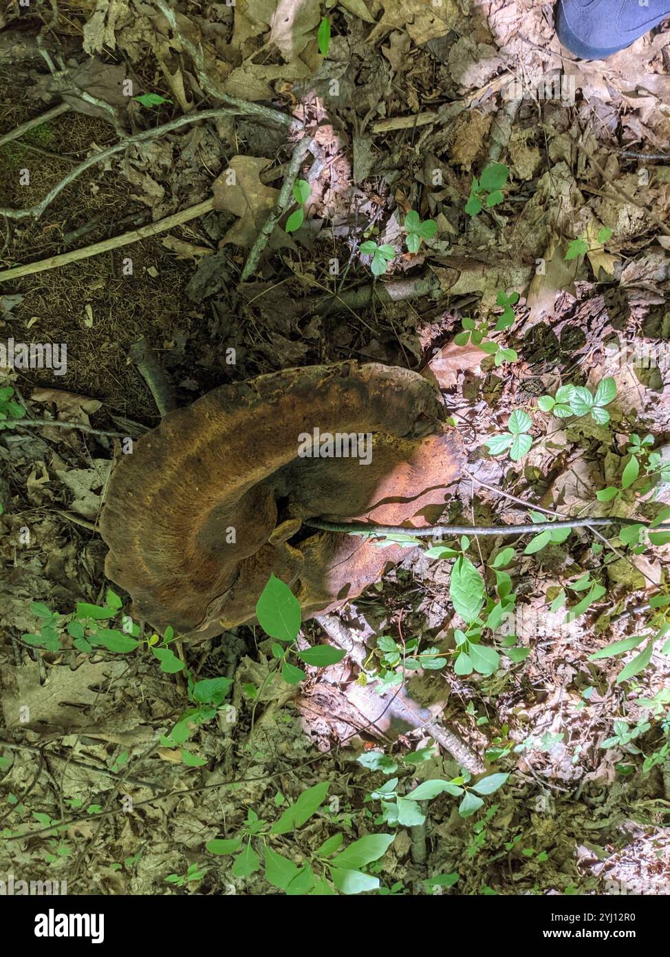ash-tree bolete (Boletinellus merulioides Stock Photo - Alamy