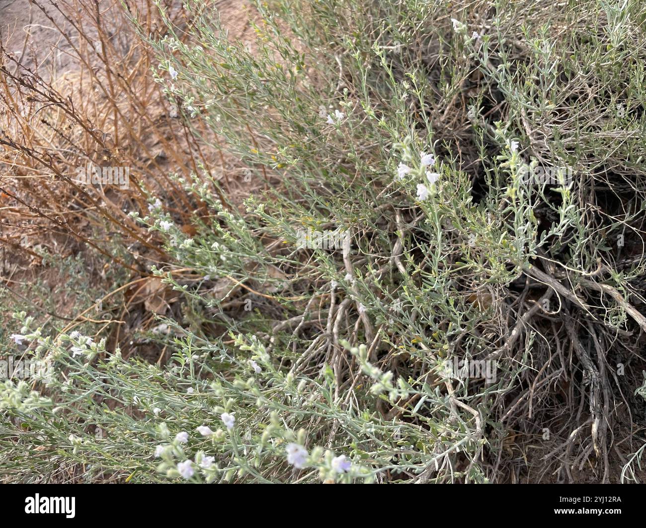Frosted Mint (Poliomintha incana Stock Photo - Alamy