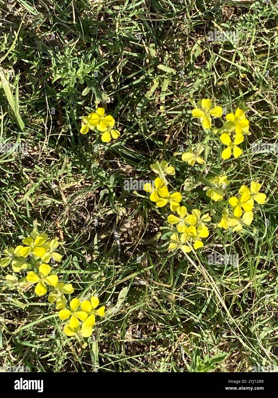 Prairie-rocket Wallflower (Erysimum asperum Stock Photo - Alamy