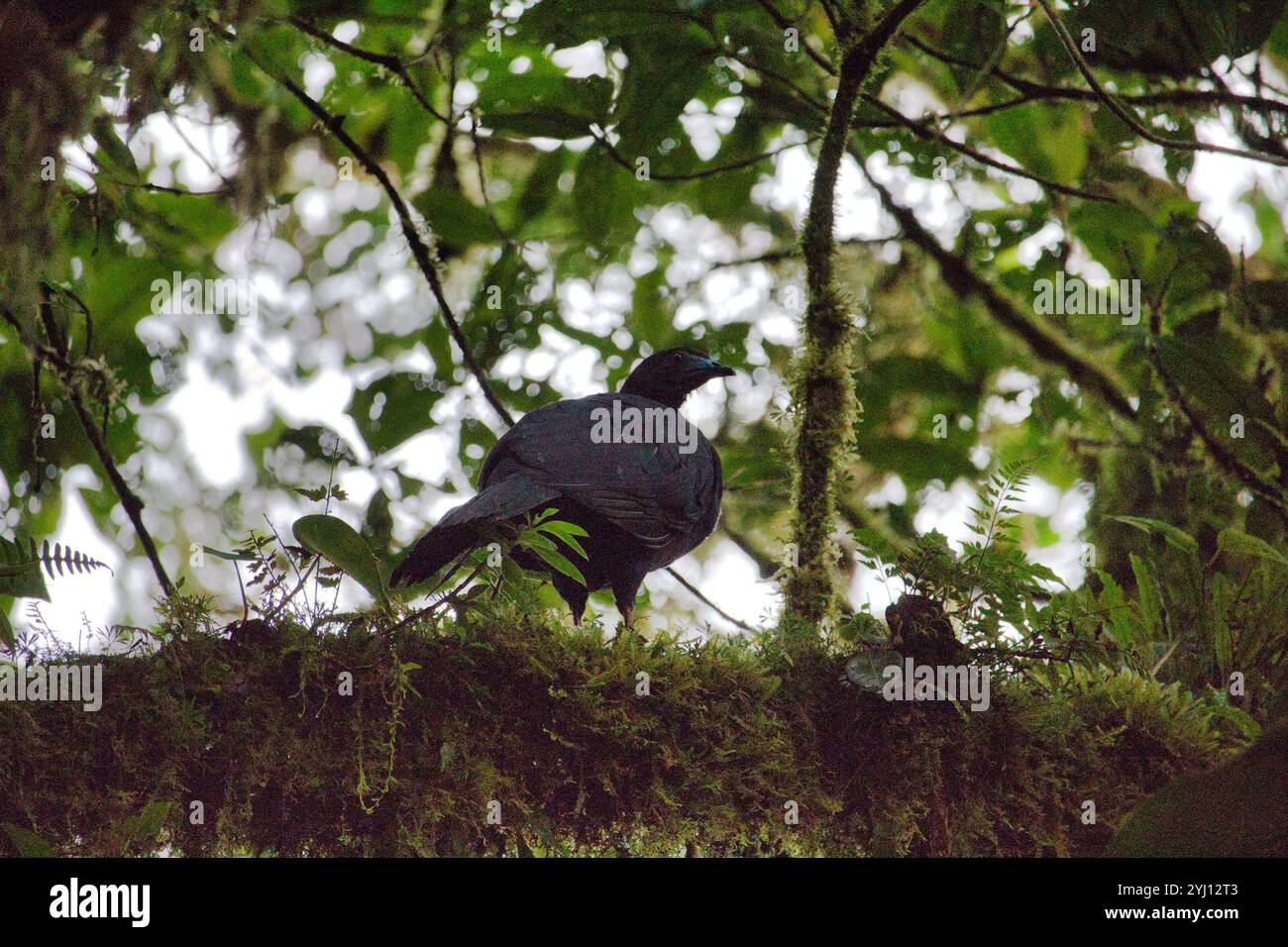Black Guan (Chamaepetes unicolor Stock Photo - Alamy