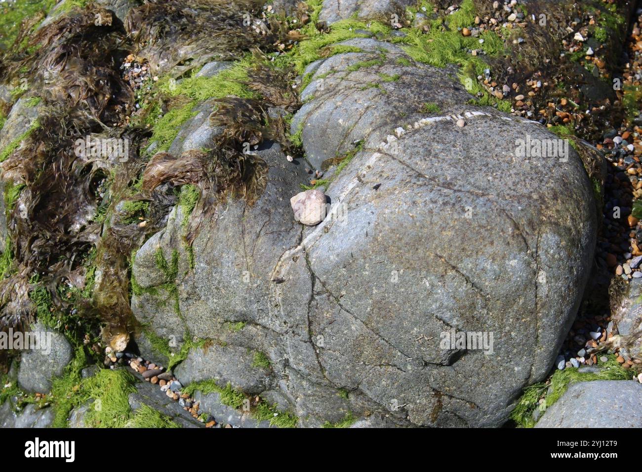Lined top shell phorcus lineatus hi-res stock photography and images ...