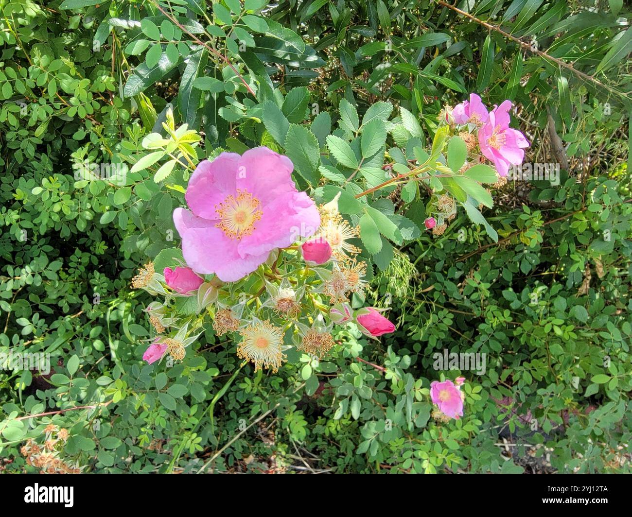 California Wild Rose (Rosa californica Stock Photo - Alamy