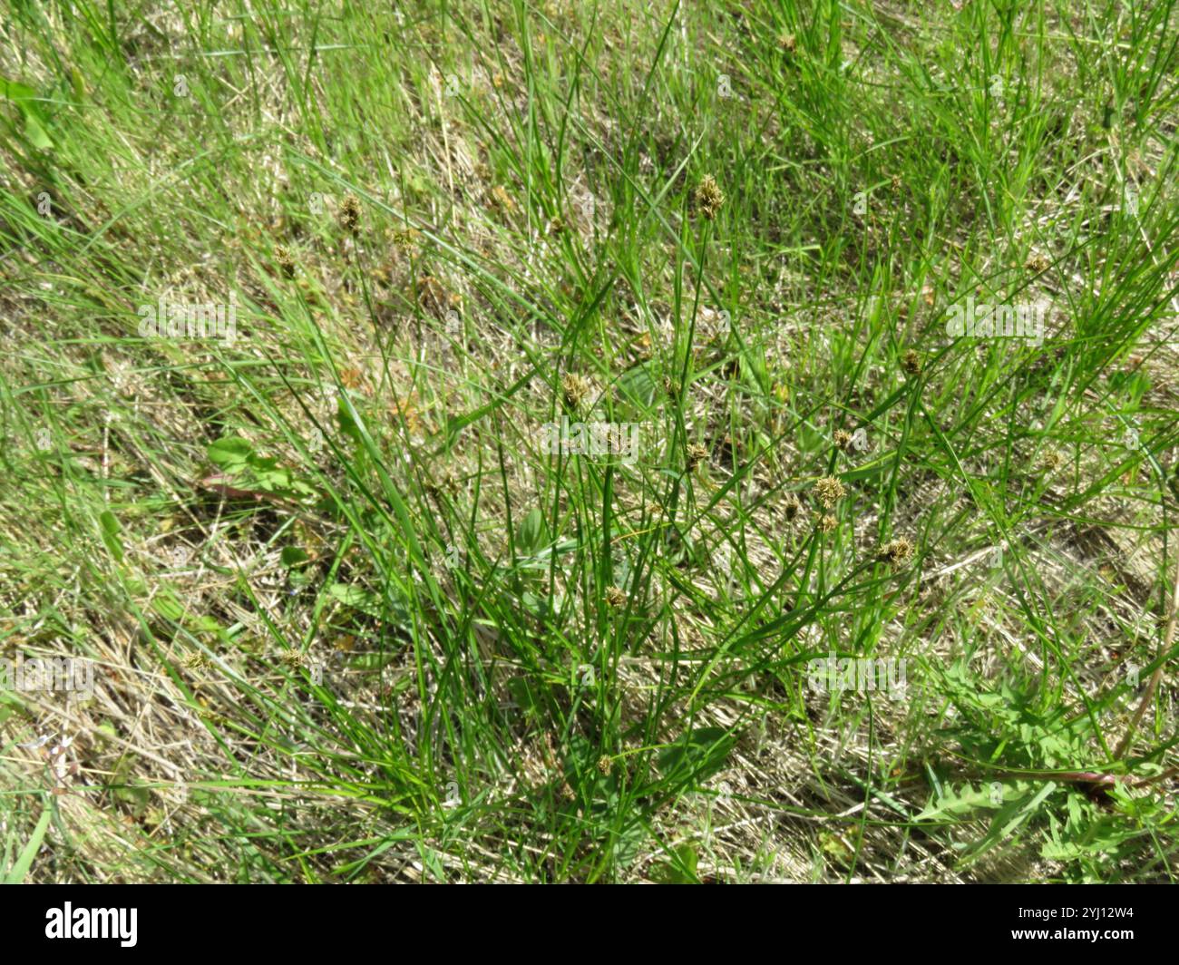 true sedges (Carex Stock Photo - Alamy