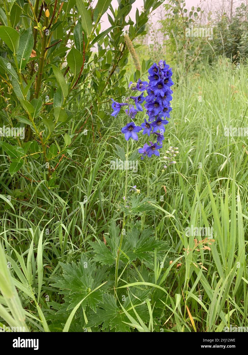garden delphinium (Delphinium cultorum Stock Photo - Alamy