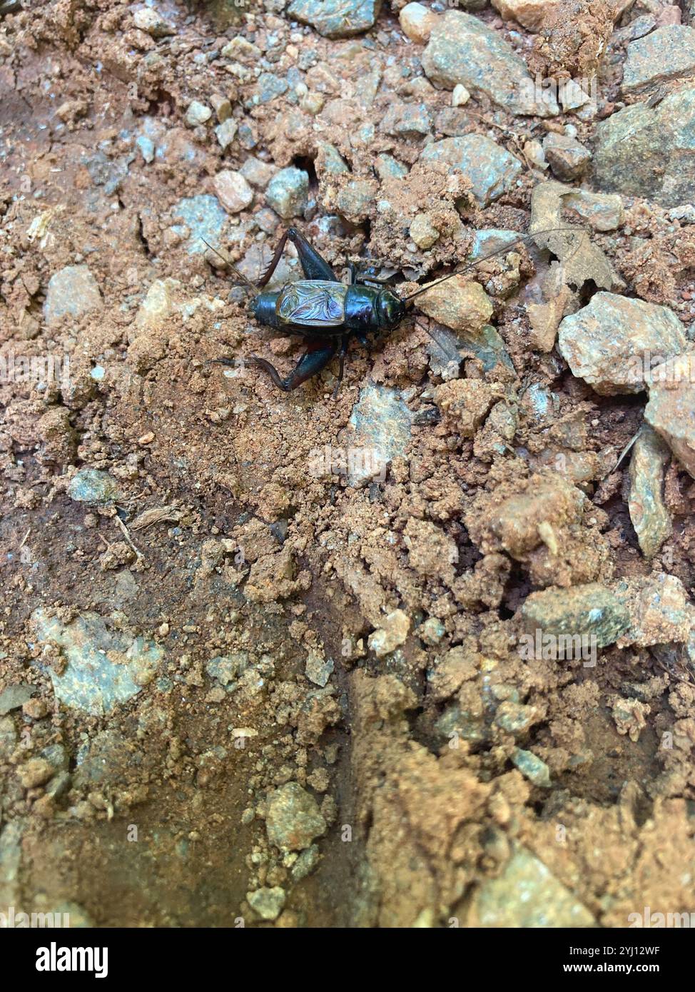 Fall Field Cricket (Gryllus pennsylvanicus Stock Photo - Alamy