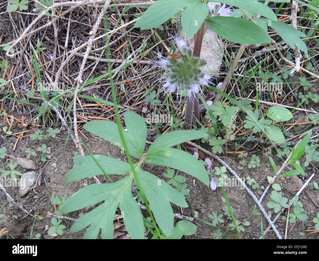 ballhead waterleaf (Hydrophyllum capitatum Stock Photo - Alamy