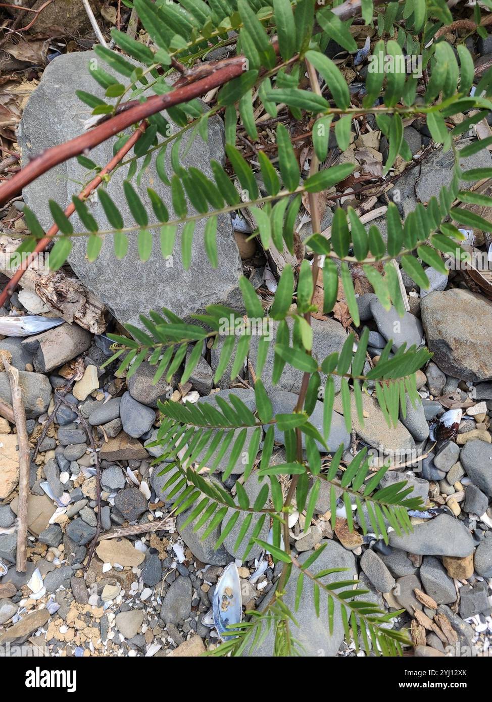 giant vetch (Vicia gigantea Stock Photo - Alamy