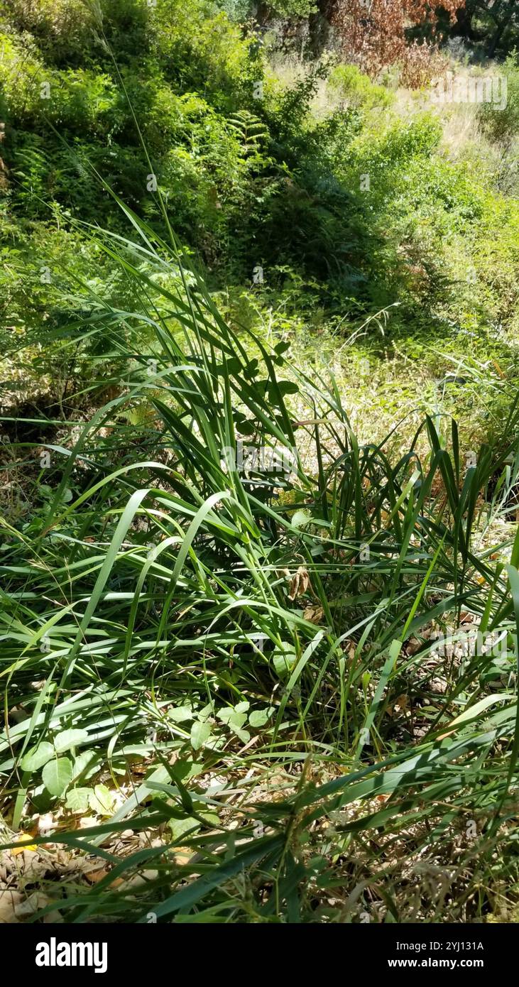 giant wild rye (Leymus condensatus Stock Photo - Alamy