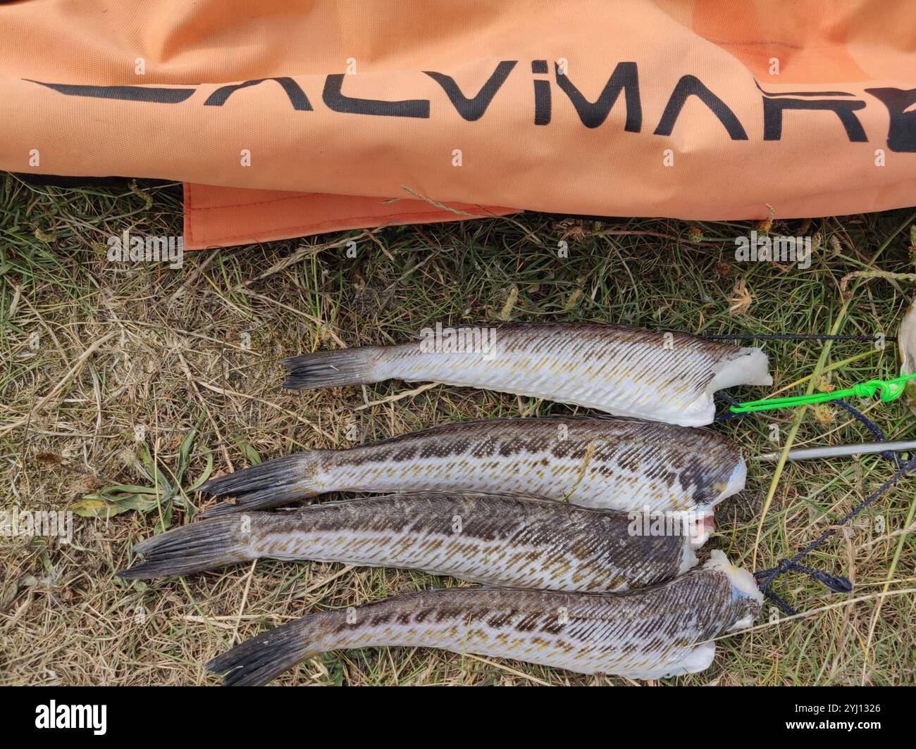 Greater Weever (Trachinus draco Stock Photo - Alamy