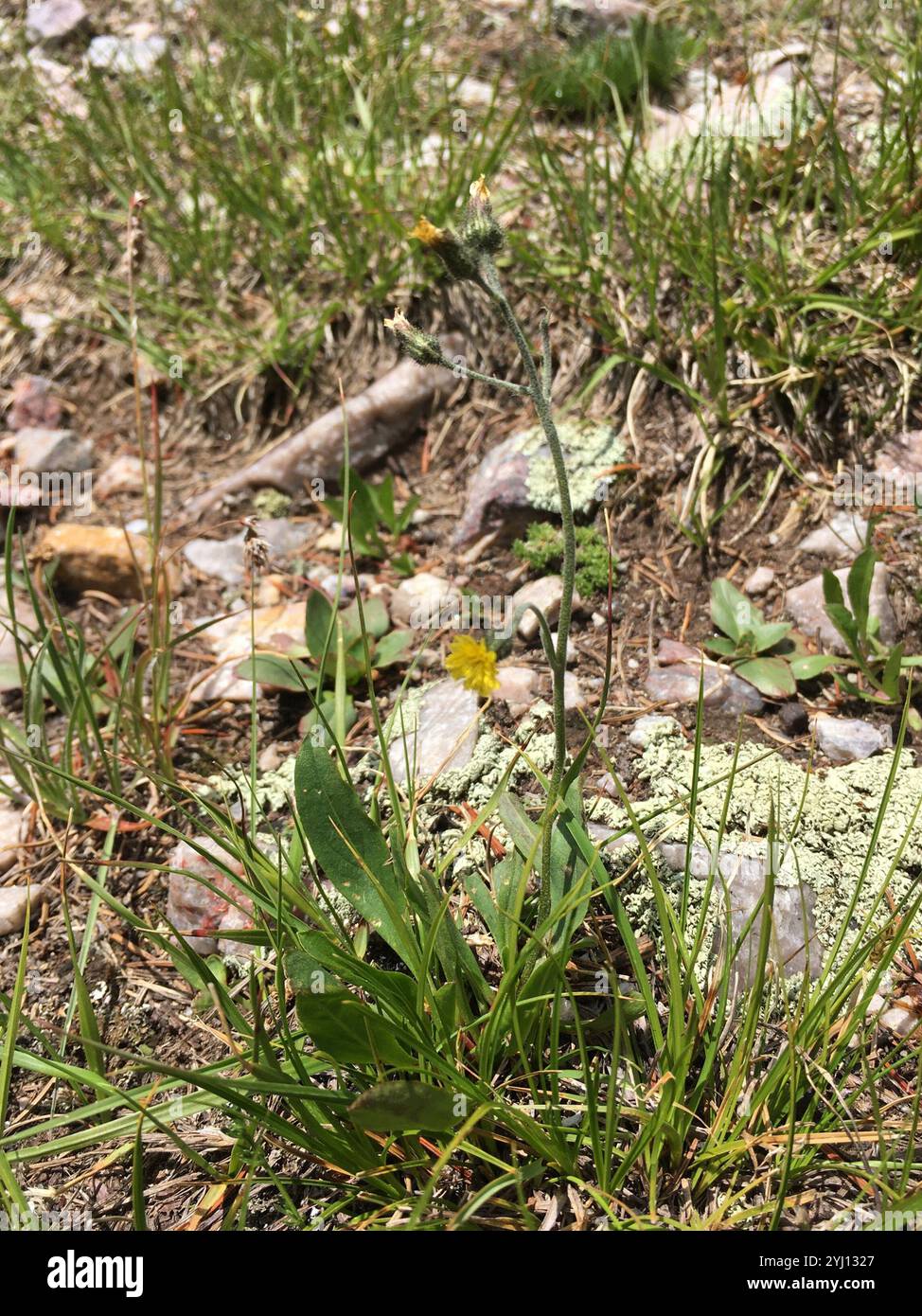 alpine hawkweed (Pilosella tristis Stock Photo - Alamy