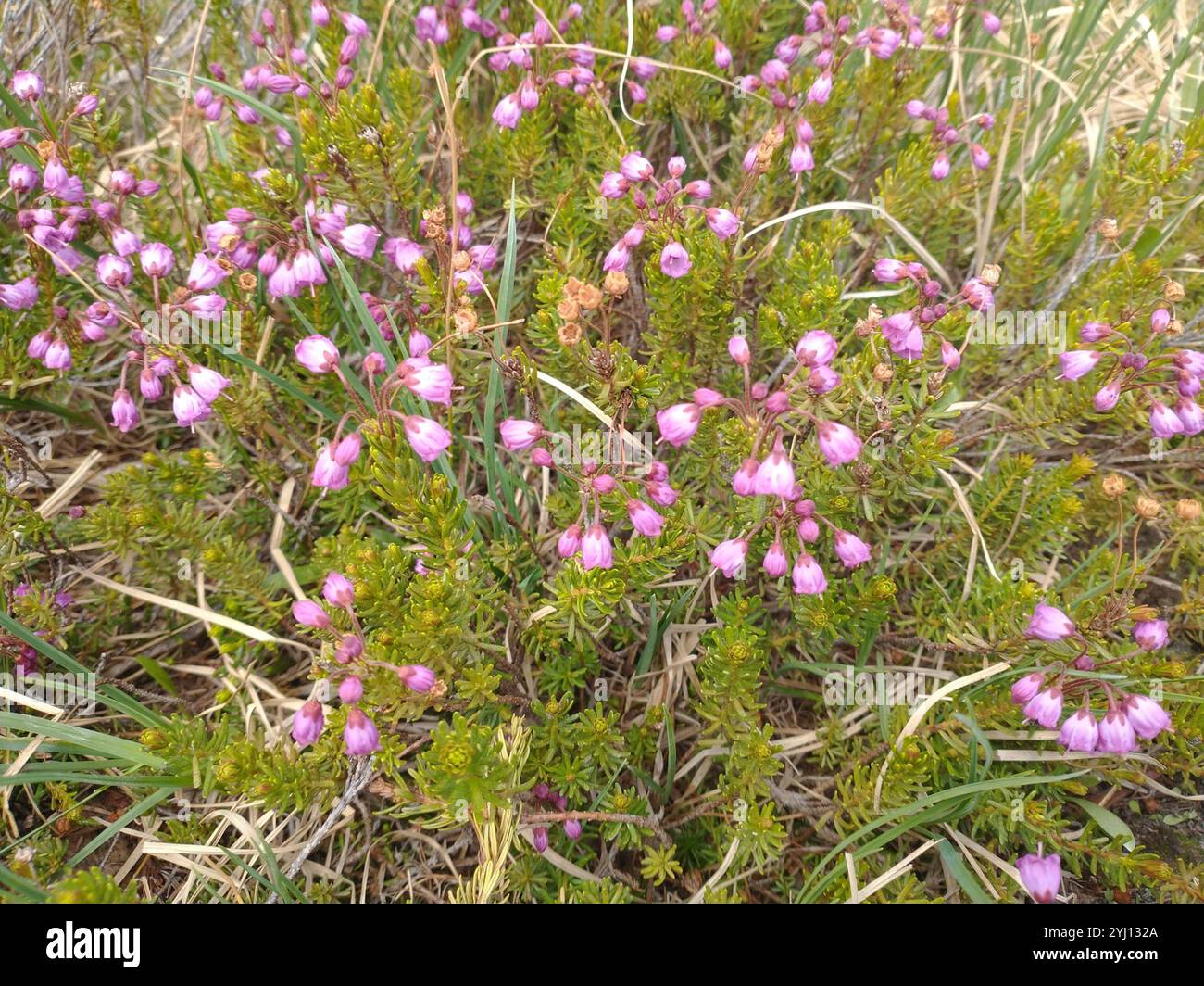 pink mountainheath (Phyllodoce empetriformis Stock Photo - Alamy