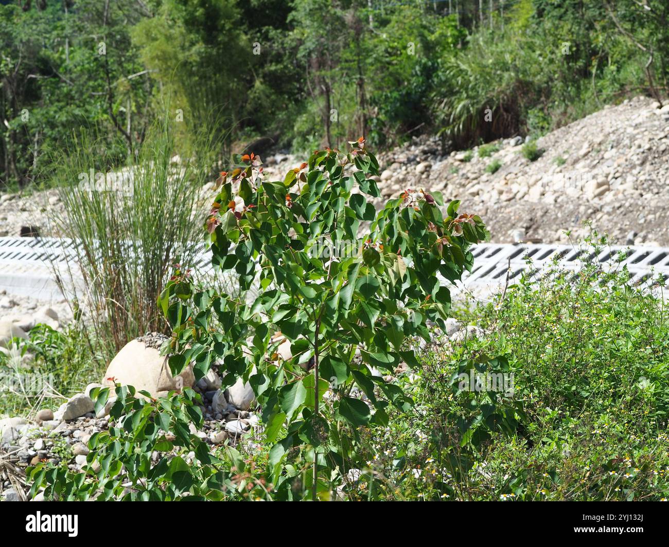 Chinese Tallow (Triadica sebifera Stock Photo - Alamy