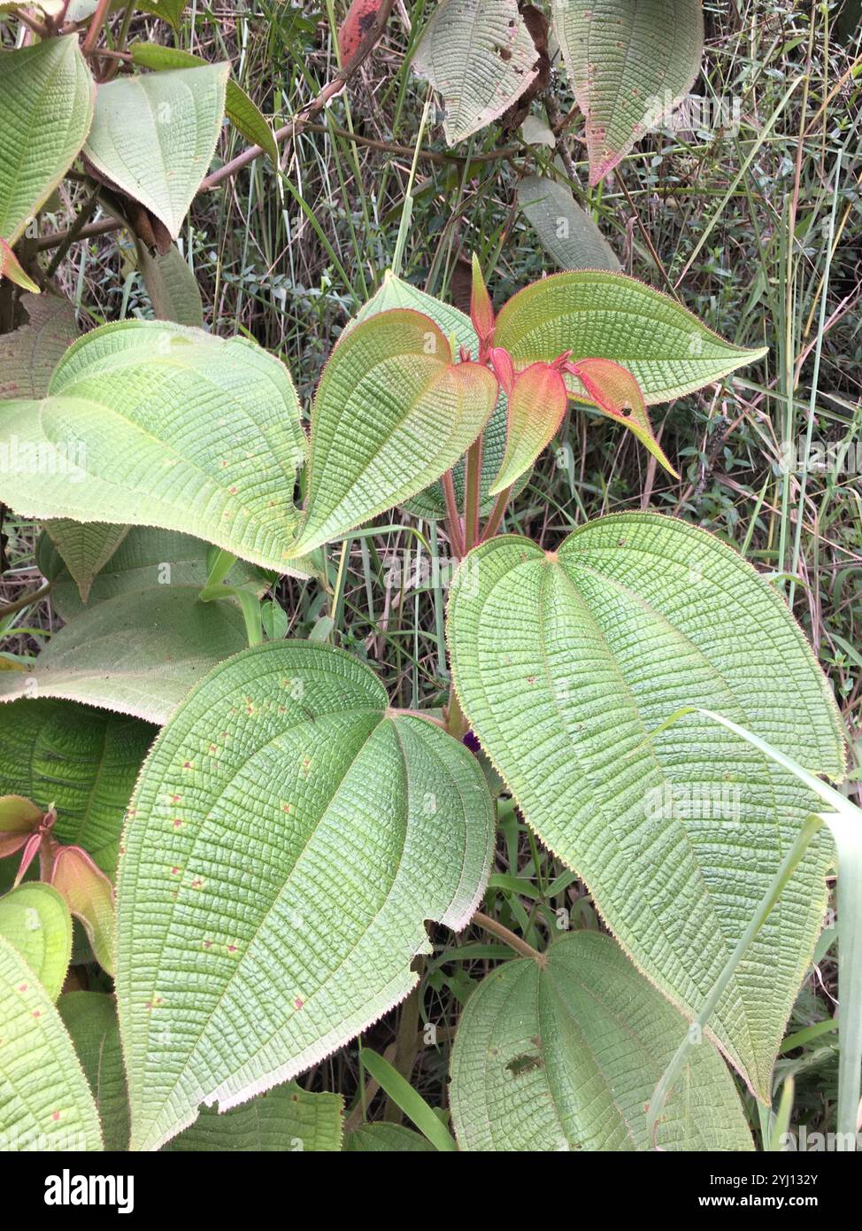 Miconia aeruginosa hi-res stock photography and images - Alamy