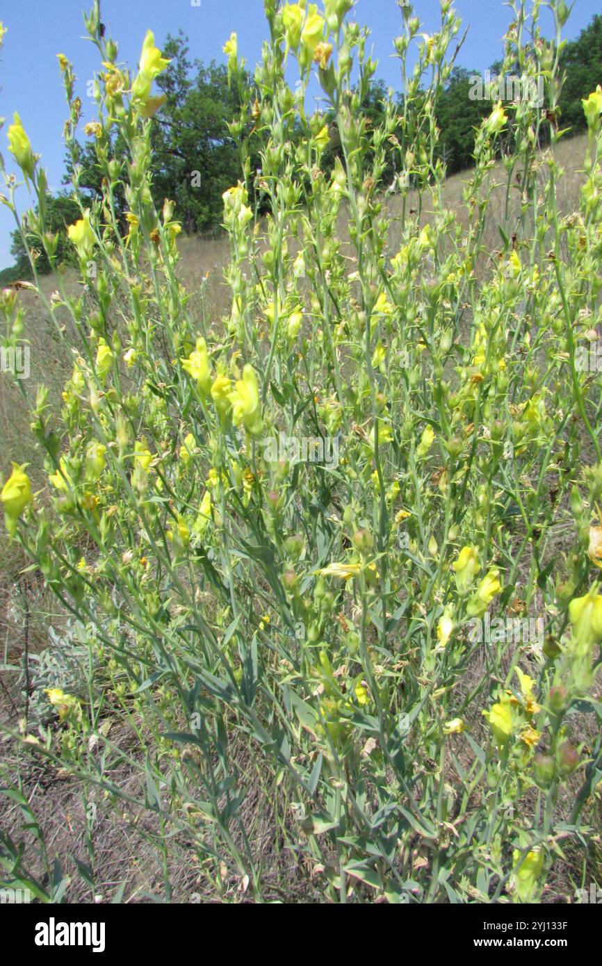 Broomleaf Toadflax (Linaria genistifolia Stock Photo - Alamy