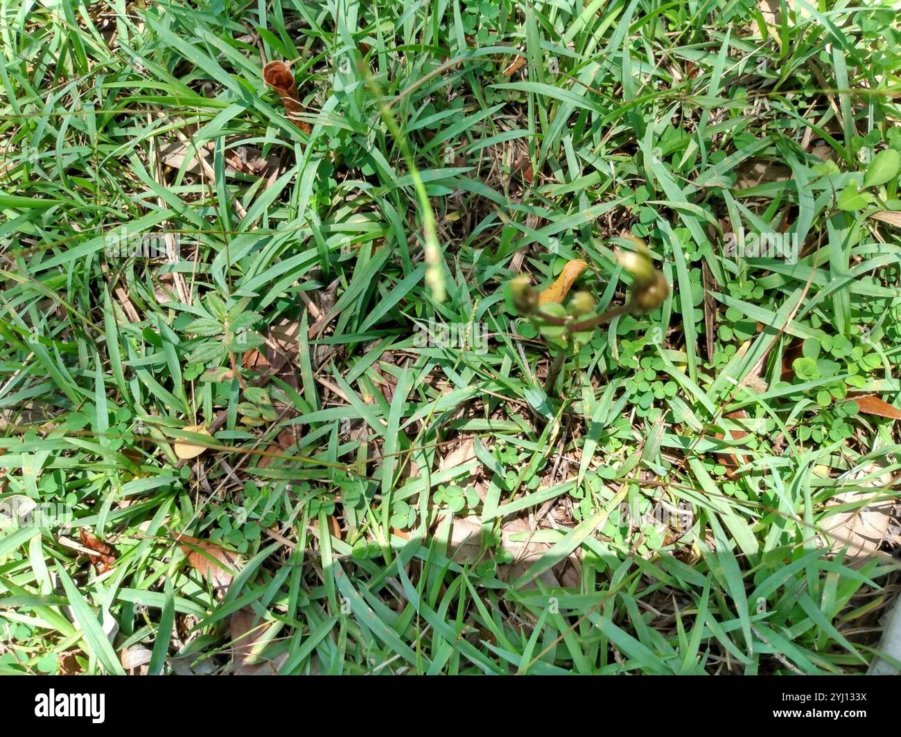 Gentian Noddingcaps (Triphora gentianoides Stock Photo - Alamy