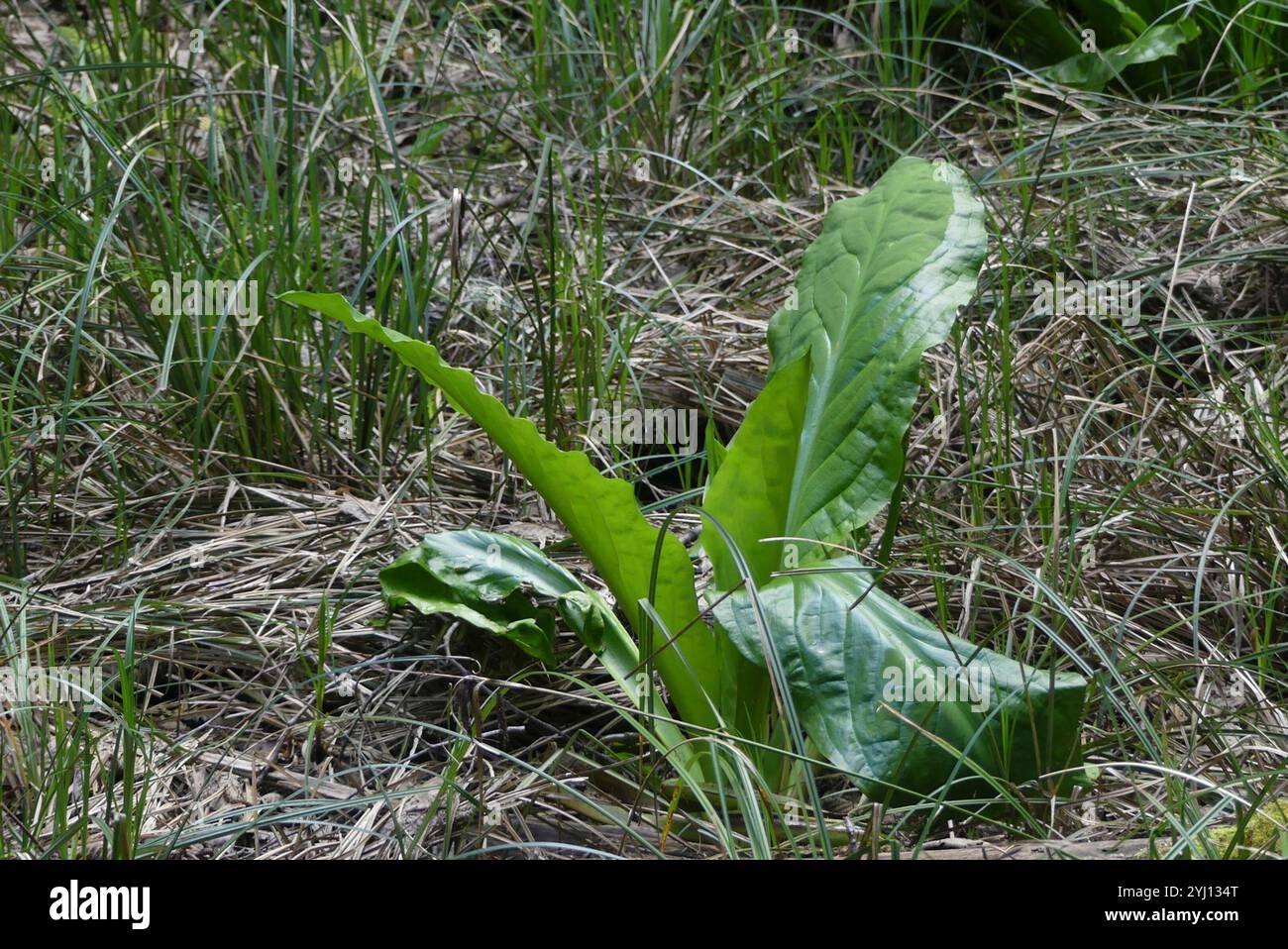 western skunk cabbage (Lysichiton americanus Stock Photo - Alamy