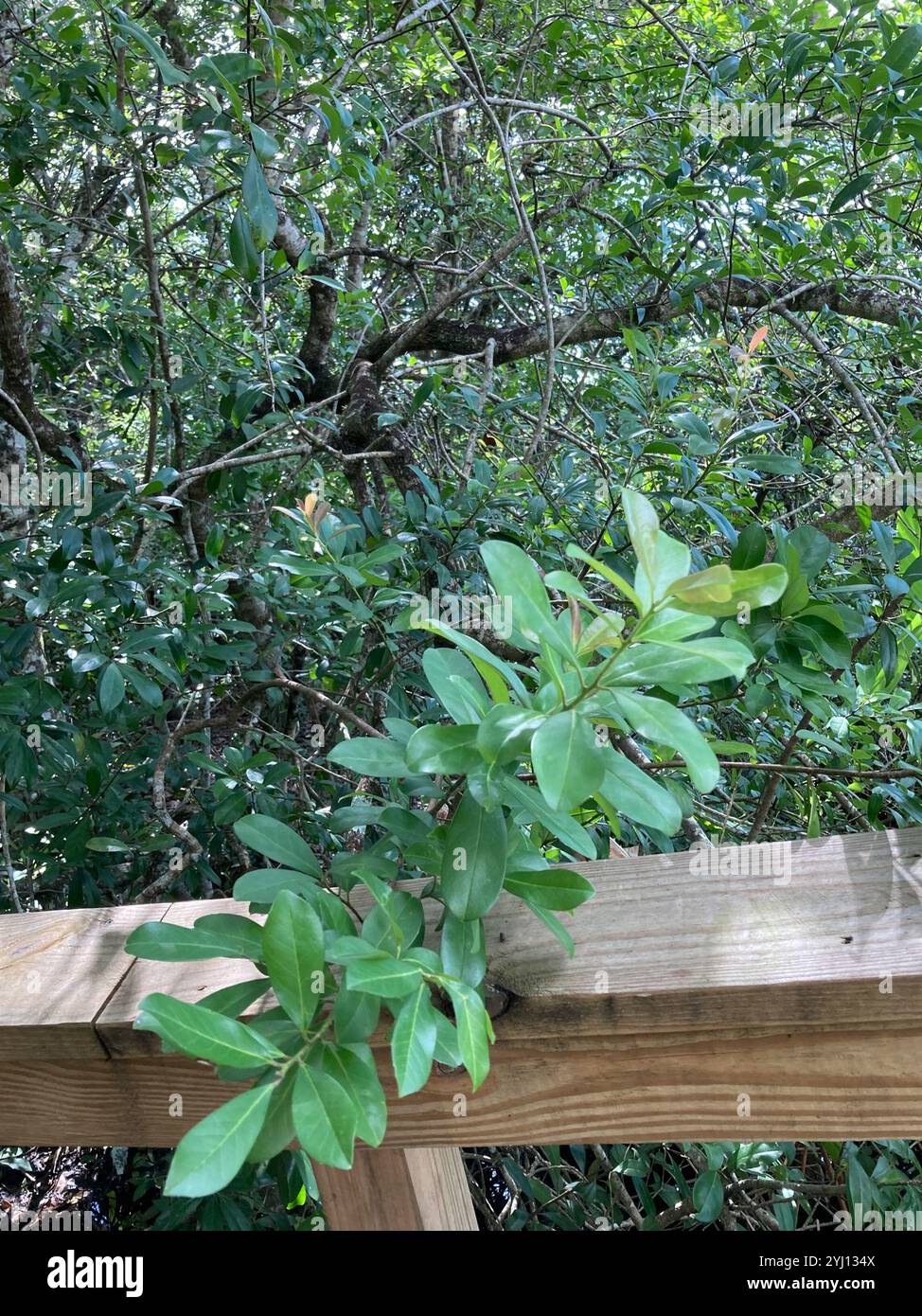 dahoon holly (Ilex cassine Stock Photo - Alamy