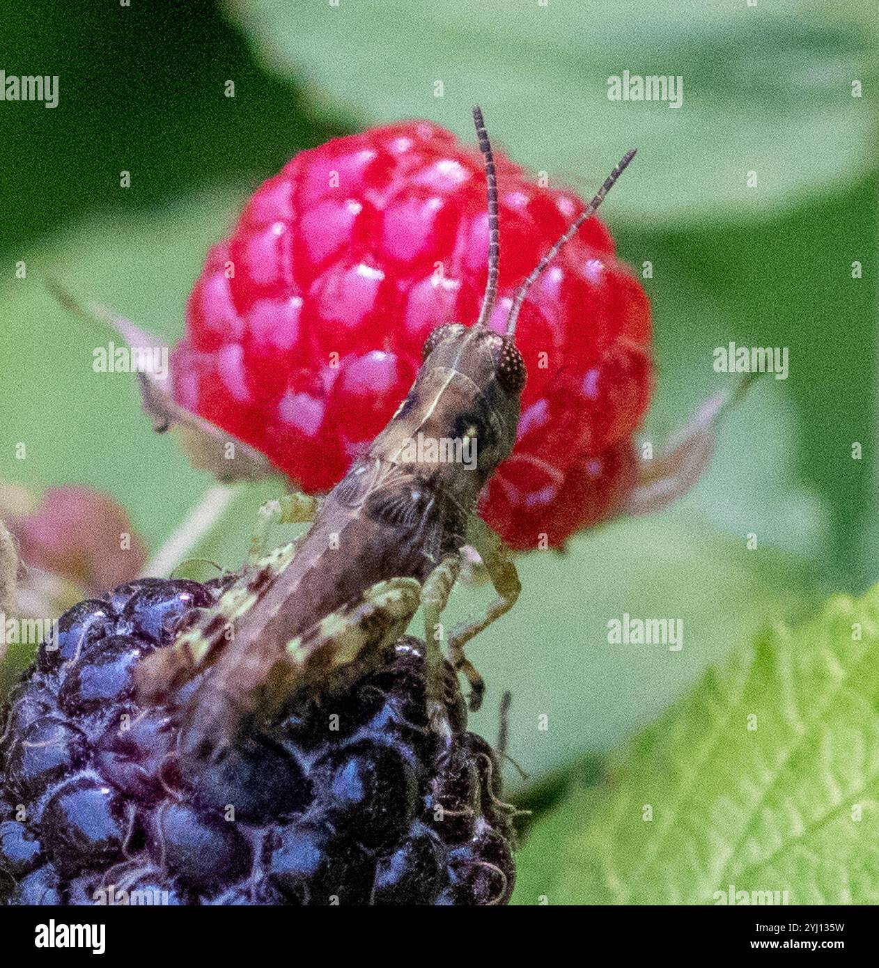 Pine tree Spur-throat Grasshopper (Melanoplus punctulatus Stock Photo ...