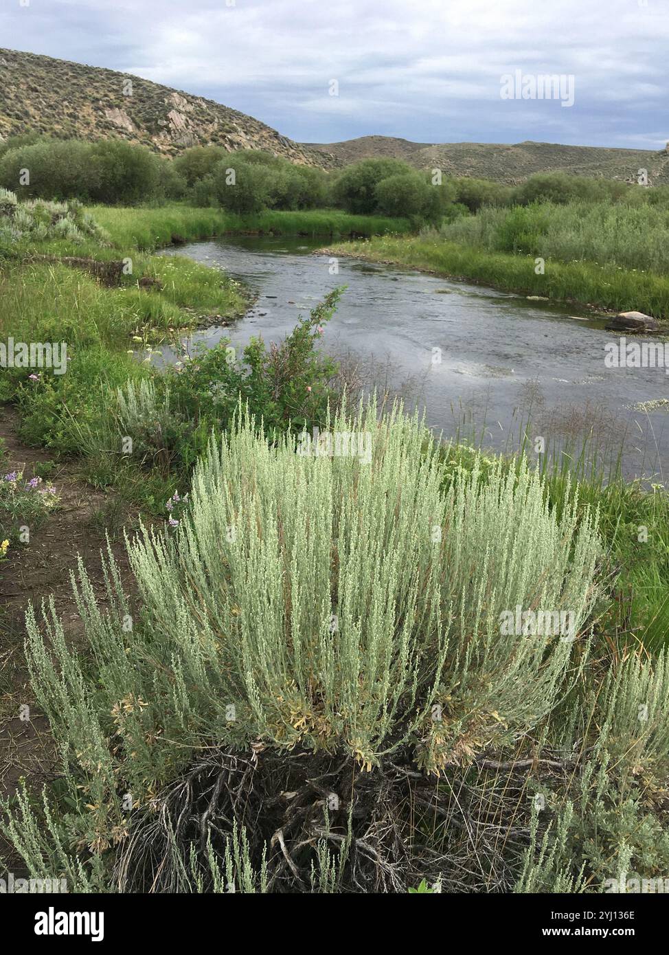 Big Sagebrush (Artemisia tridentata Stock Photo - Alamy