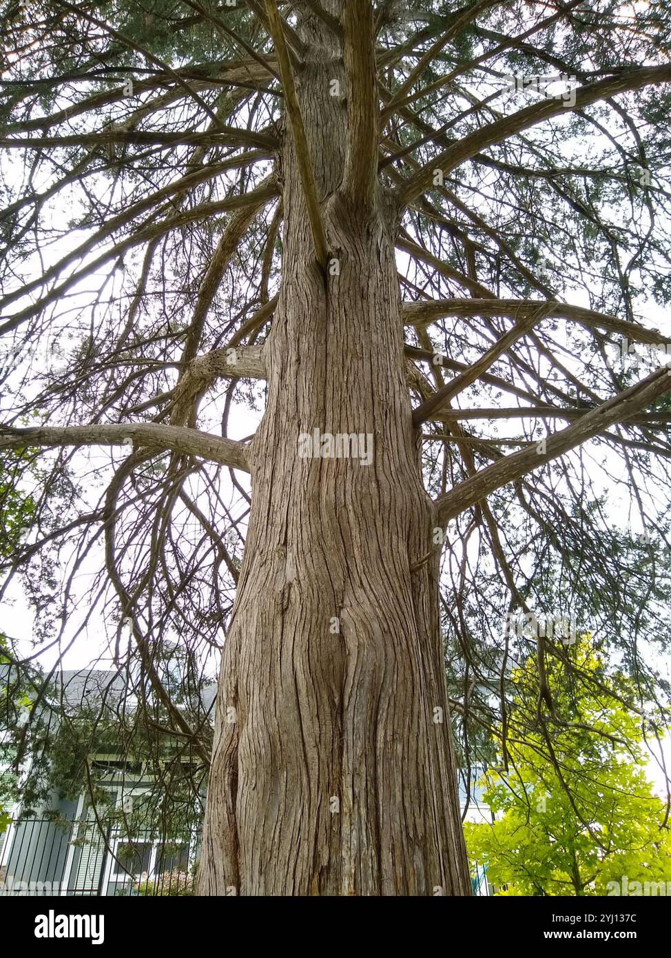 eastern redcedar (Juniperus virginiana Stock Photo - Alamy