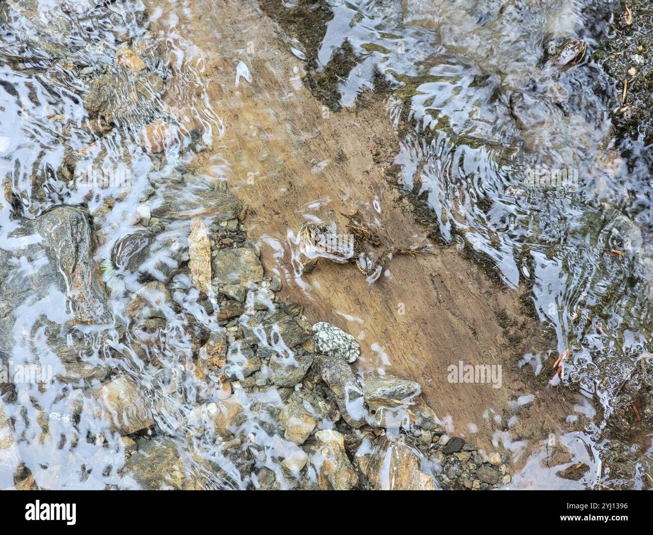 Rana cascadae cascades frog hi-res stock photography and images - Alamy