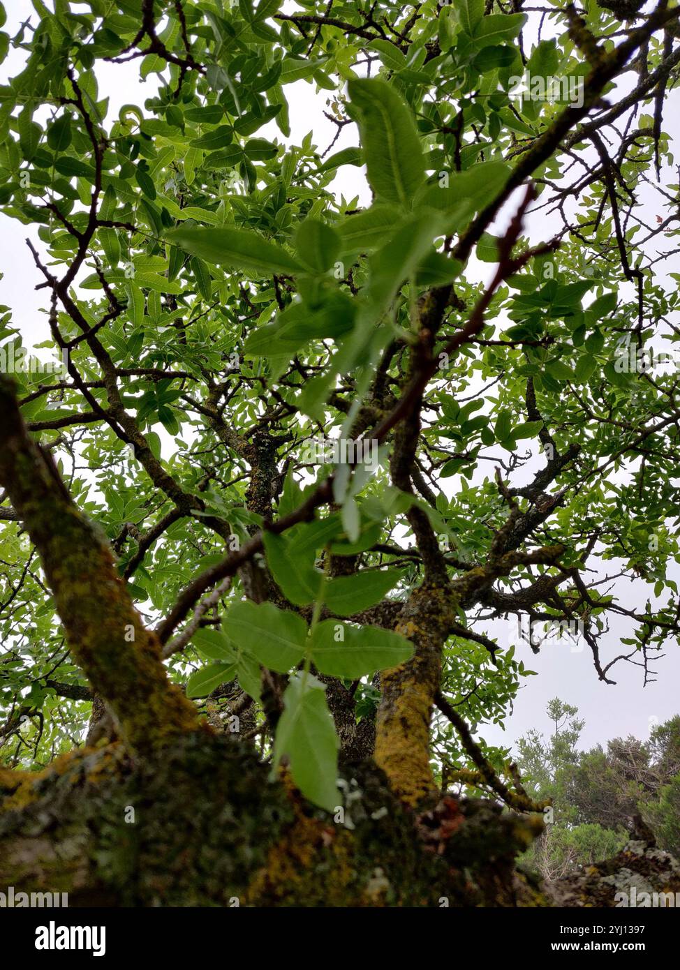 wild pistachio tree (Pistacia atlantica mutica Stock Photo - Alamy