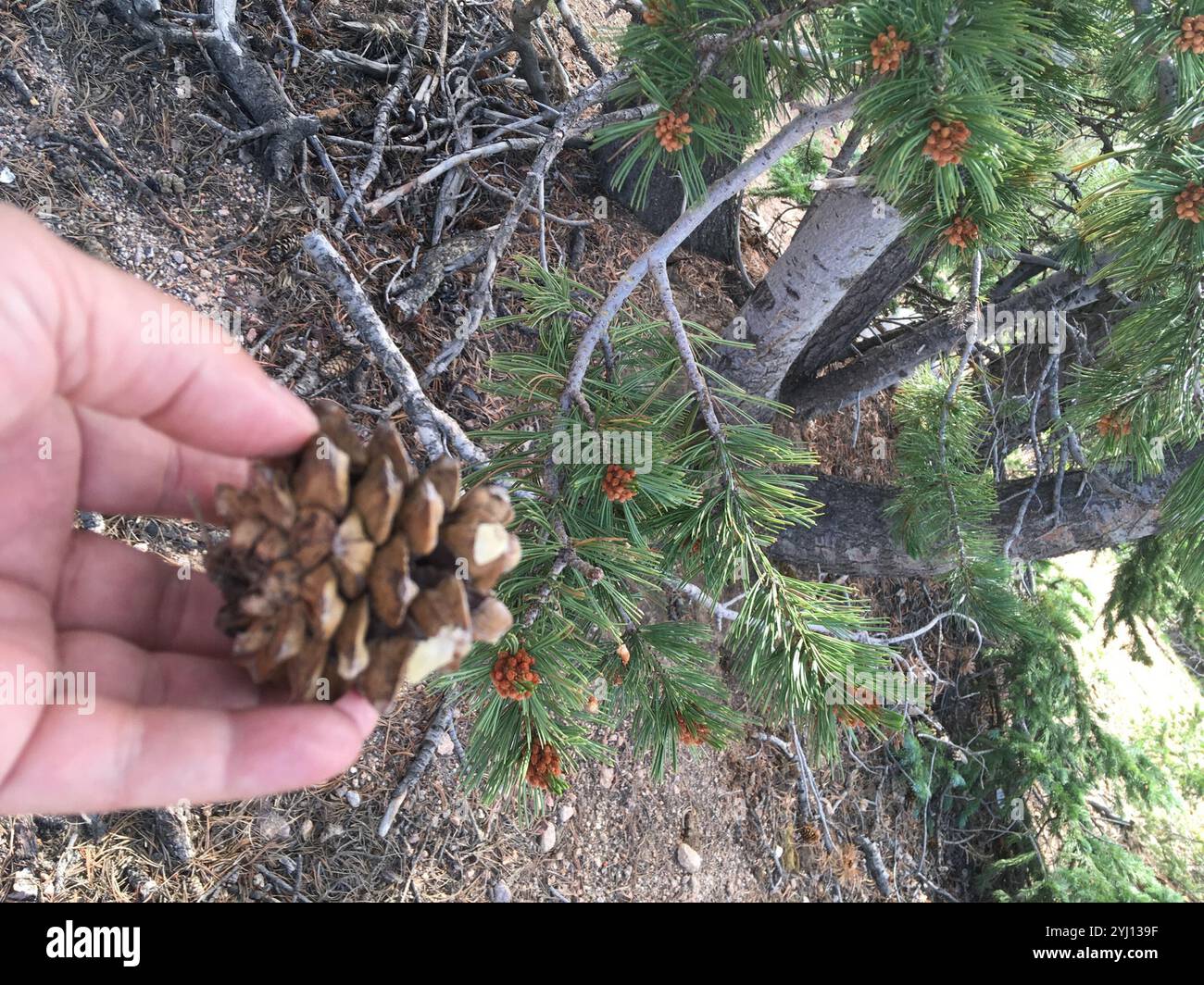 limber pine (Pinus flexilis Stock Photo - Alamy