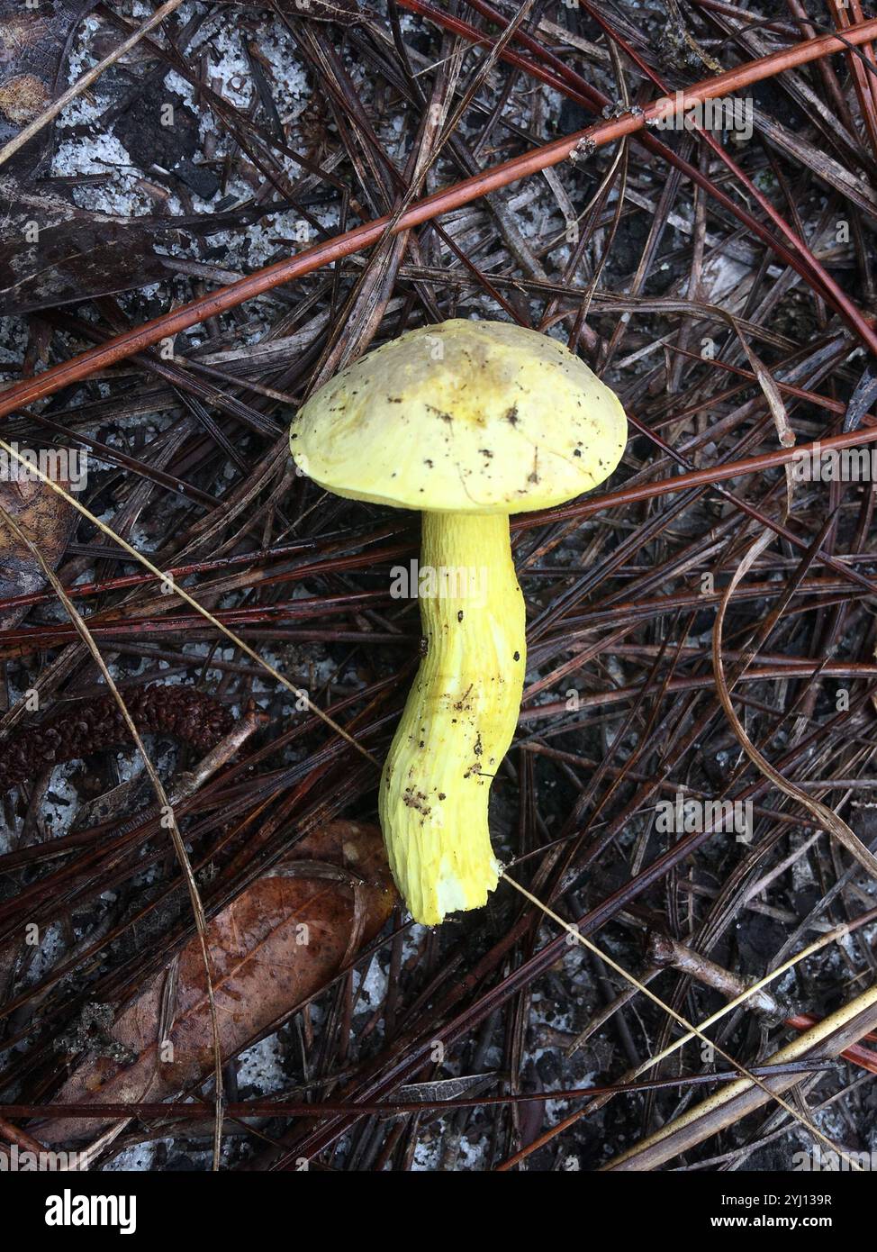 Ornate-stalked bolete (Retiboletus ornatipes Stock Photo - Alamy