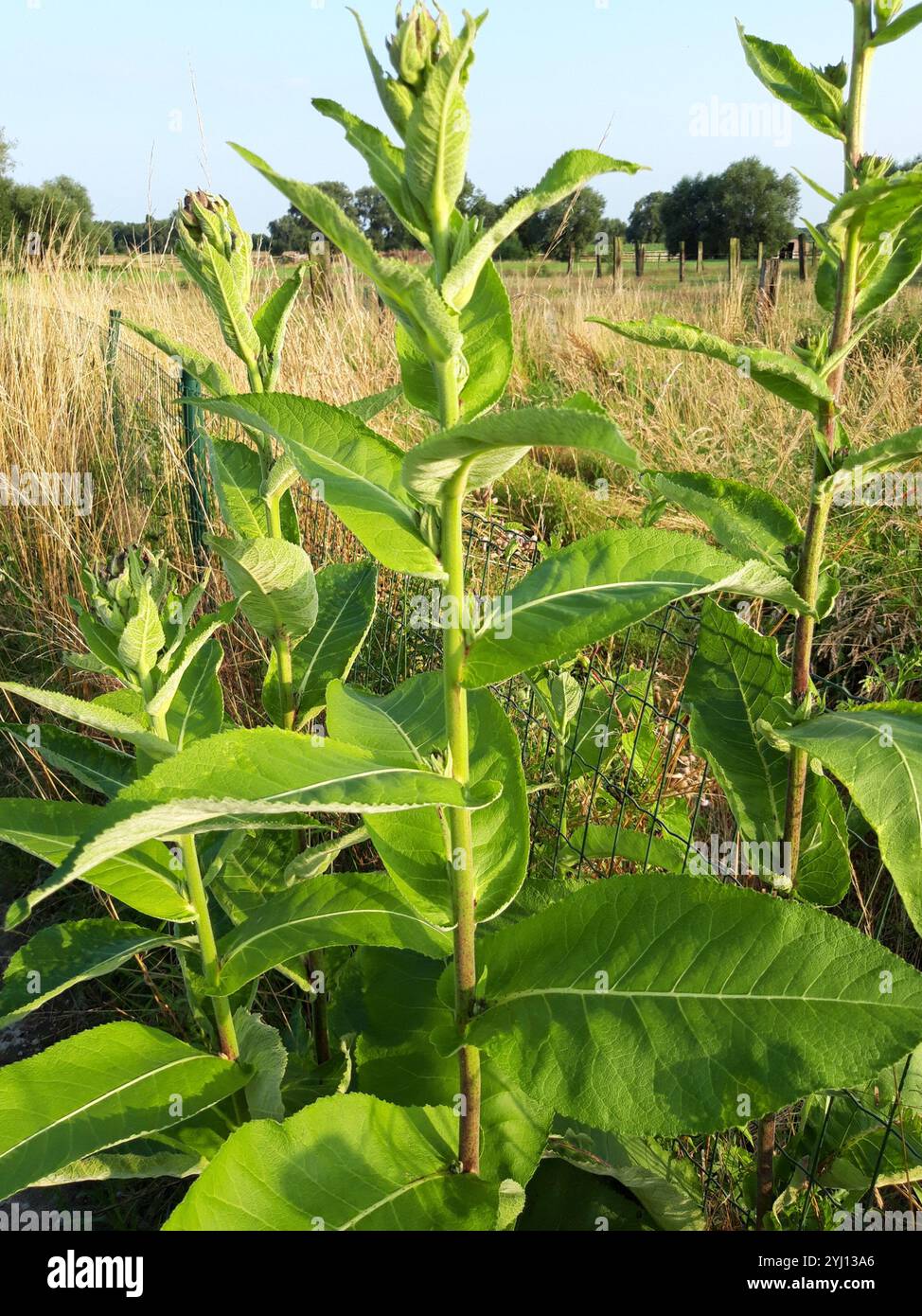 Indian Elecampane (Inula racemosa Stock Photo - Alamy