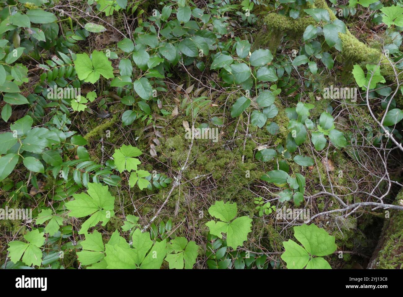 stairstep moss (Hylocomium splendens Stock Photo - Alamy