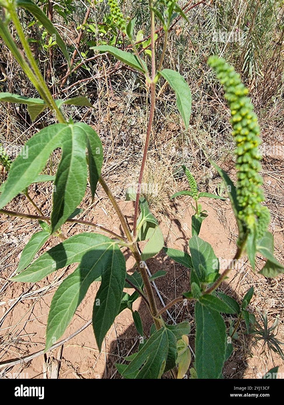 giant ragweed (Ambrosia trifida Stock Photo - Alamy