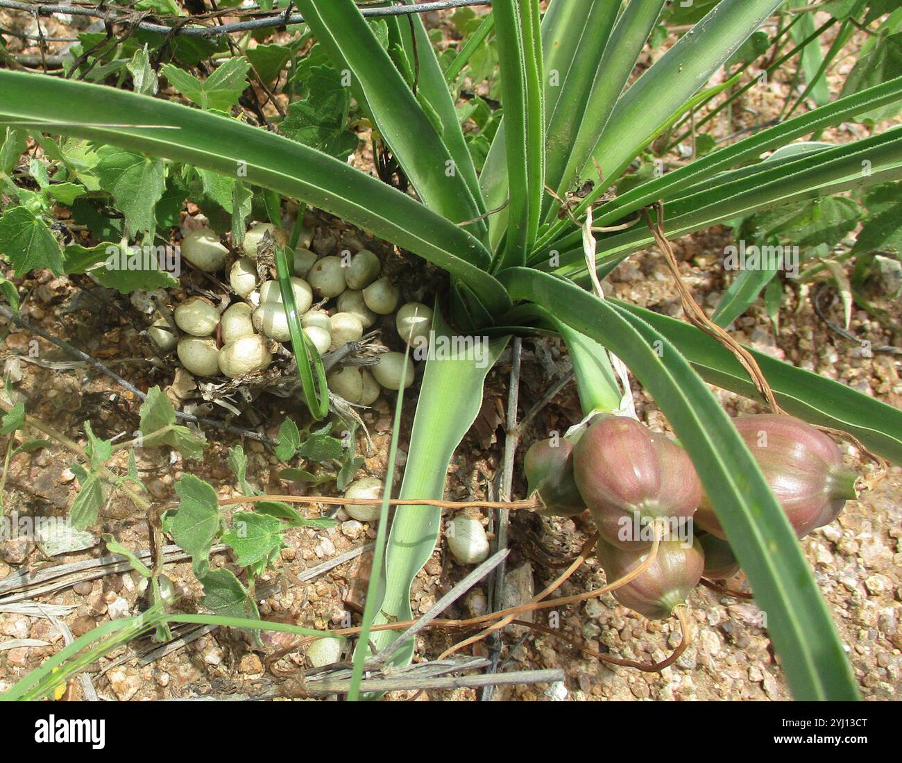 Veld Swamplily (Crinum lugardiae Stock Photo - Alamy